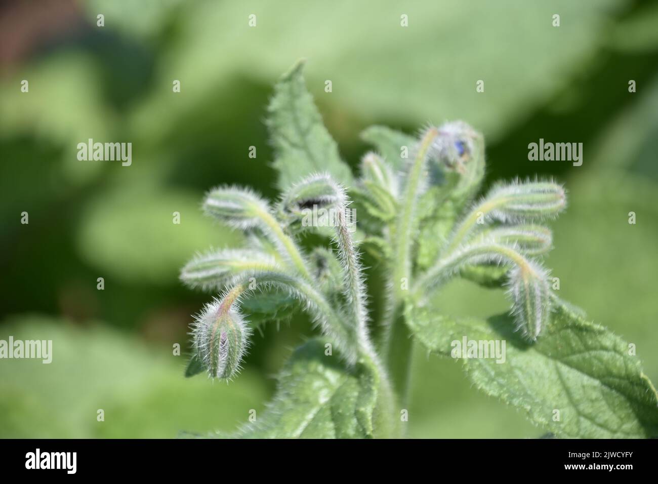 Up close look at bugleweed flowering in a lush garden Stock Photo - Alamy