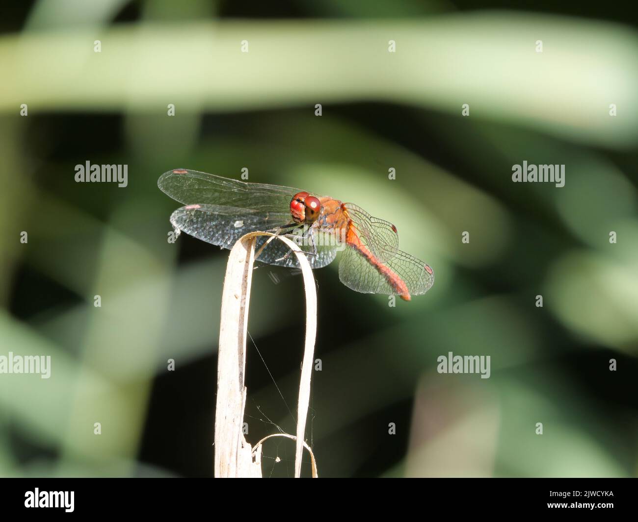 Sitting male of the blood-red darter, Sympetrum sanguineum front view ...