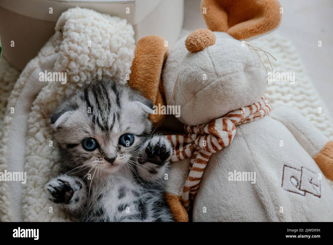 Lovely scottish fold kitten plays with a toy Stock Photo - Alamy