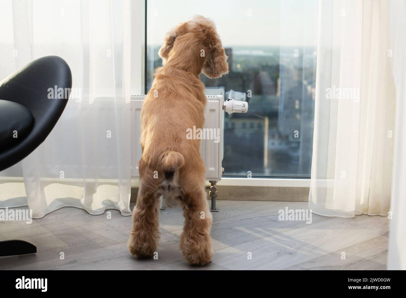 An American Cocker Spaniel stands on its hind legs and looks out the ...