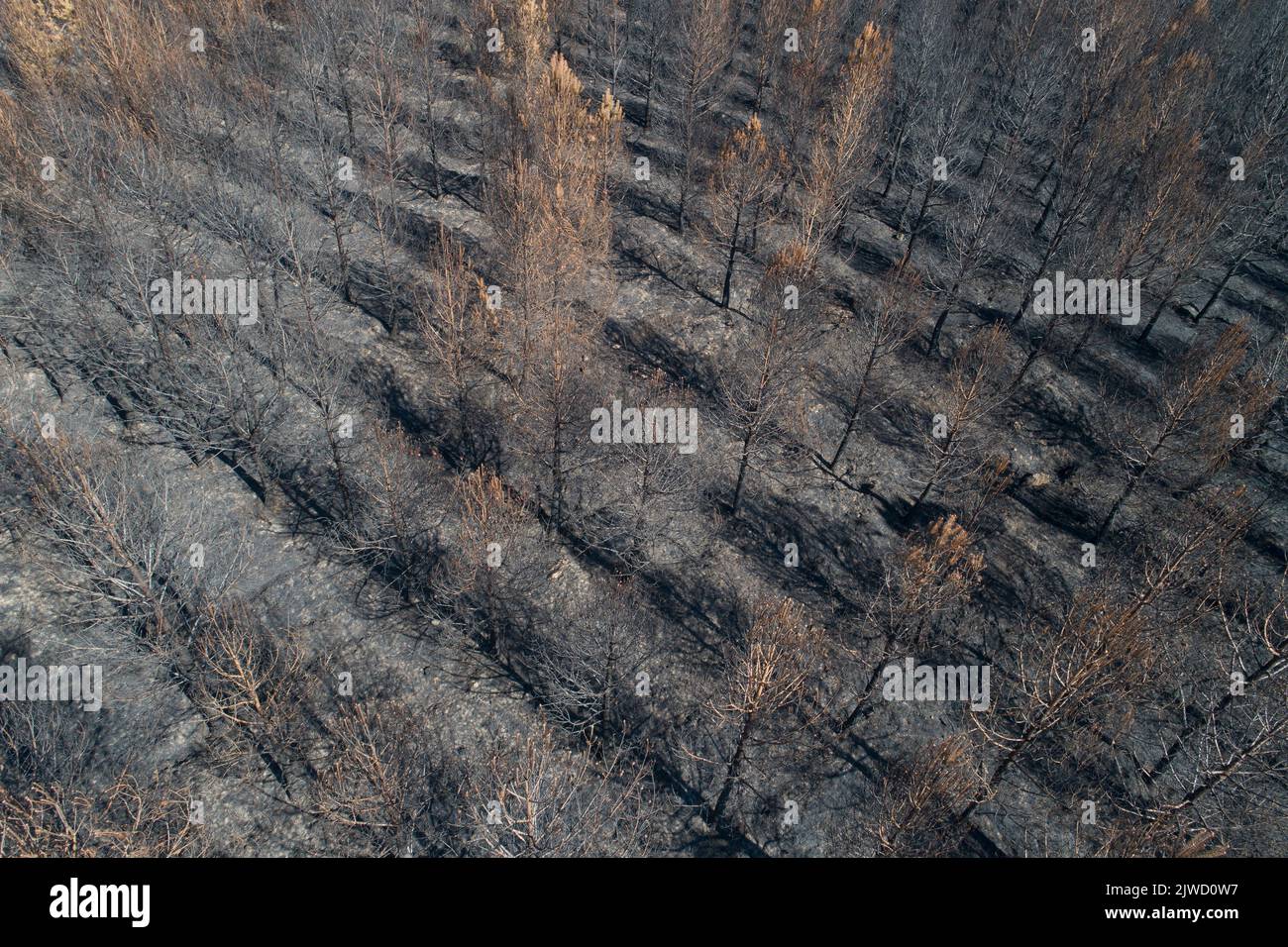 AERIAL VIEW OF A PINE FOREST DEVASTATED BY FOREST FIRE Stock Photo - Alamy