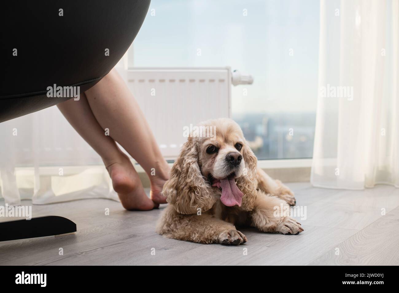 American Cocker Spaniel rests lying on the floor at the feet of its ...