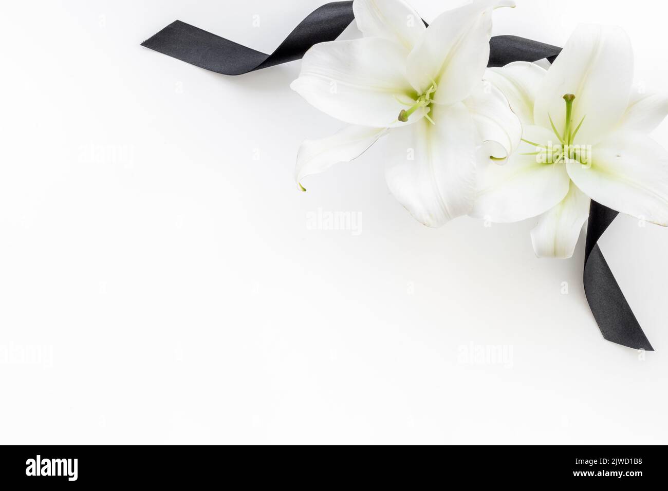 Flowers heads of white lilies with black ribbon. Mourning or funeral ...