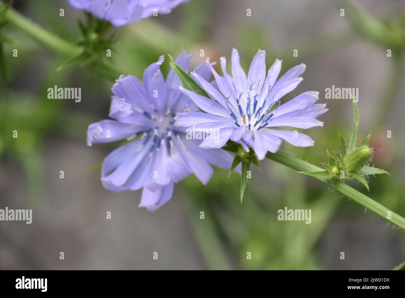 Gorgeous pale purple chicory flower blossom in a spring garden Stock ...