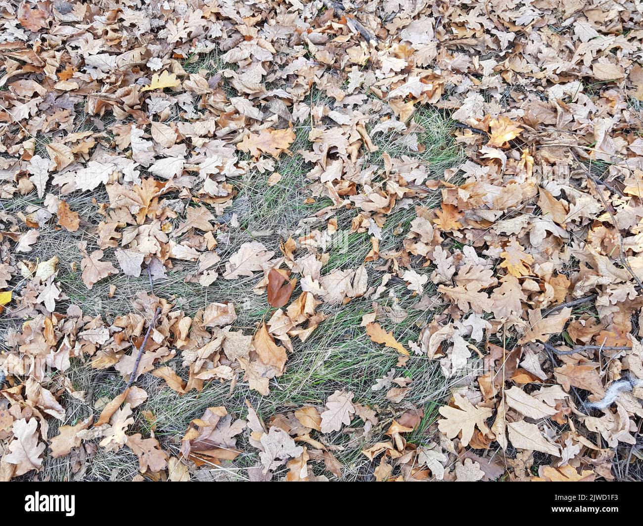 Autumn forest with crispy foliage. Top view of the green grass and dry ...