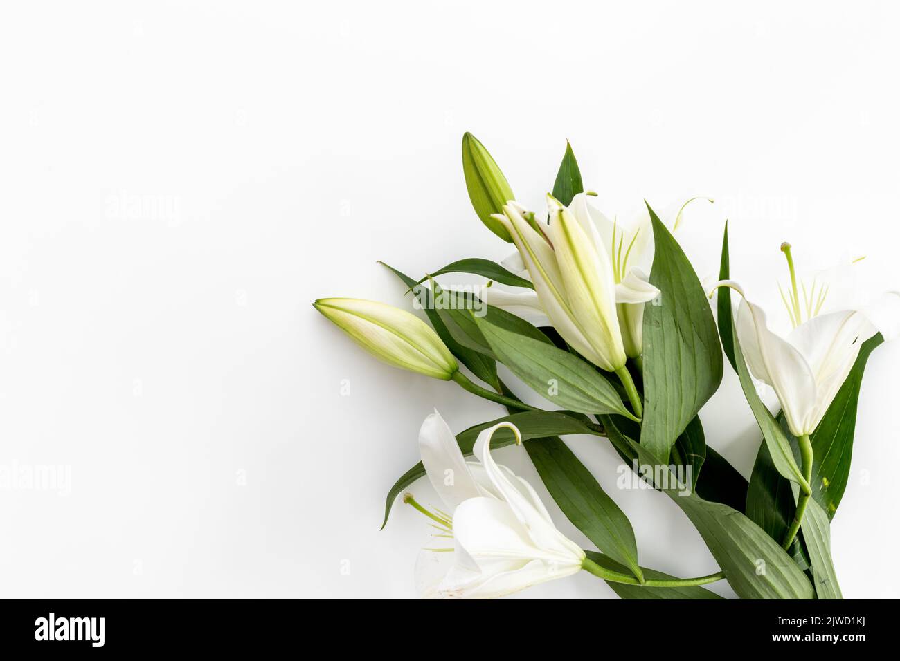 Branch of white lilies flowers. Mourning or funeral background Stock ...
