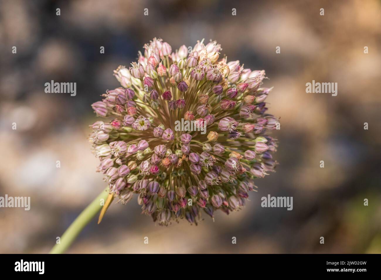 Allium polyanthum hi-res stock photography and images - Alamy