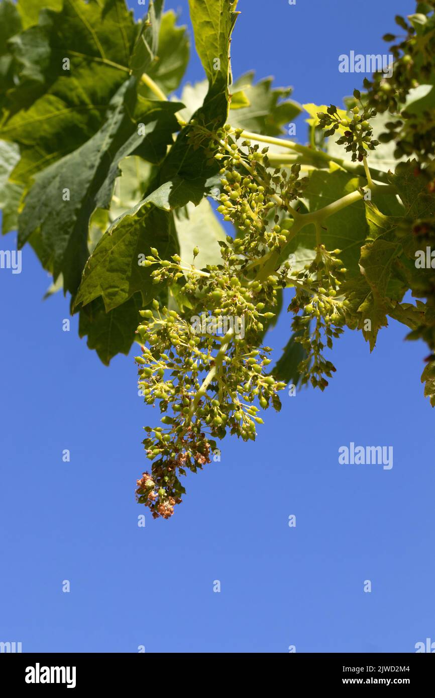 Vitis vinifera, New Grapes Forming on the Vine Stock Photo - Alamy