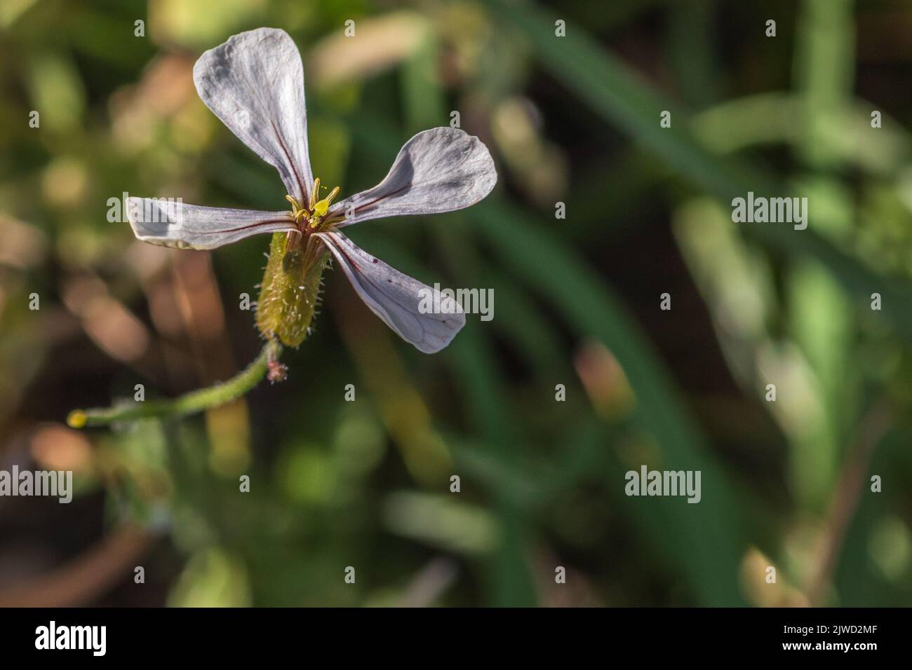 Eruca vesicaria, Garden Rocket Flower Stock Photo - Alamy