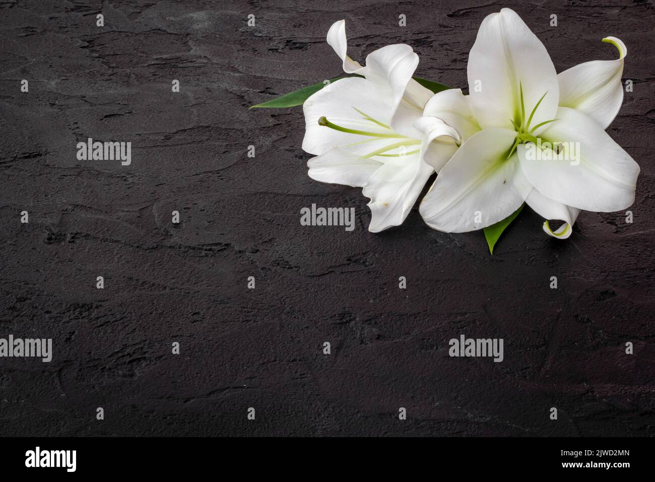 White liles flowers. Mourning or funeral background. Floral mock up ...