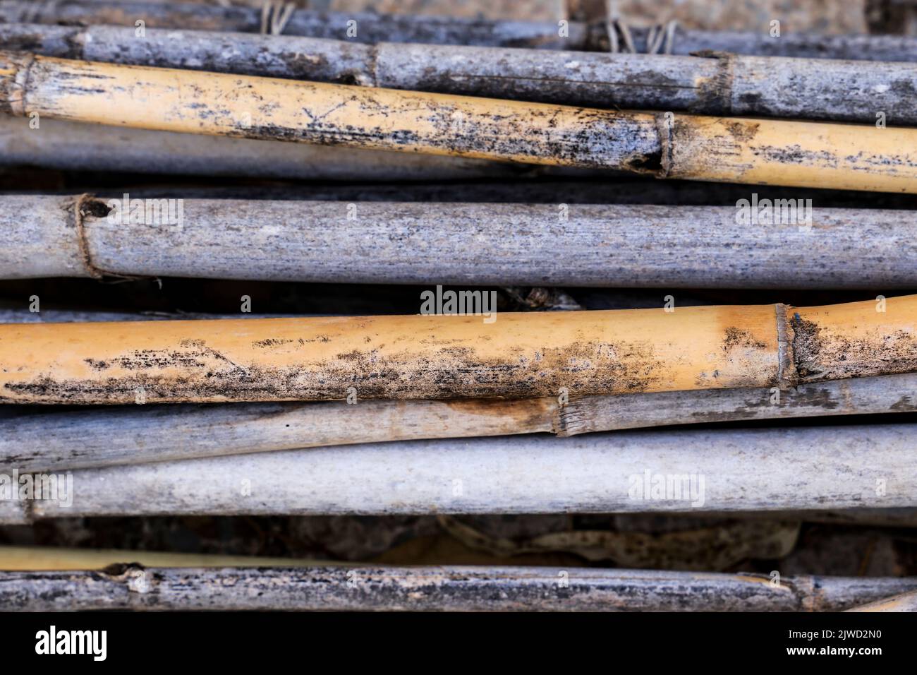 Texture and background of dry reeds on the ground Stock Photo - Alamy