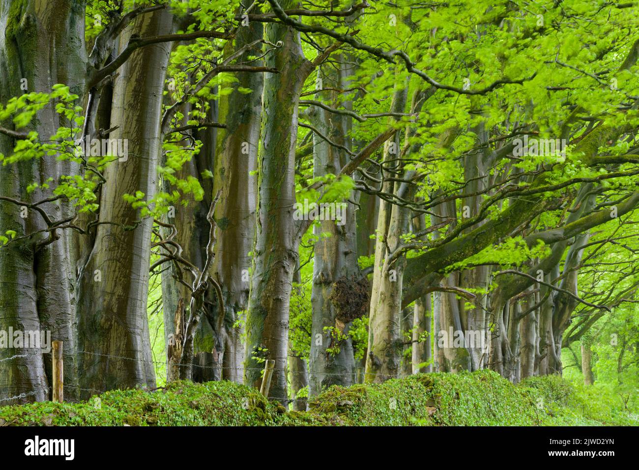 A row of beech trees (Fagus sylvatica) in spring in the Mendip Hills ...