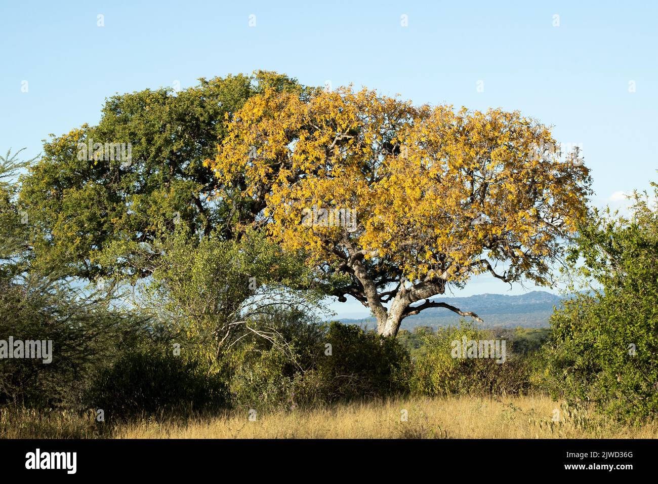 The Wooden Banana tree is a tall distinctive tree with a central trunk ...