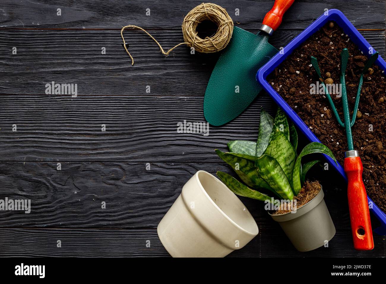 Gardening layout for summer season. Green plant with tools set for ...