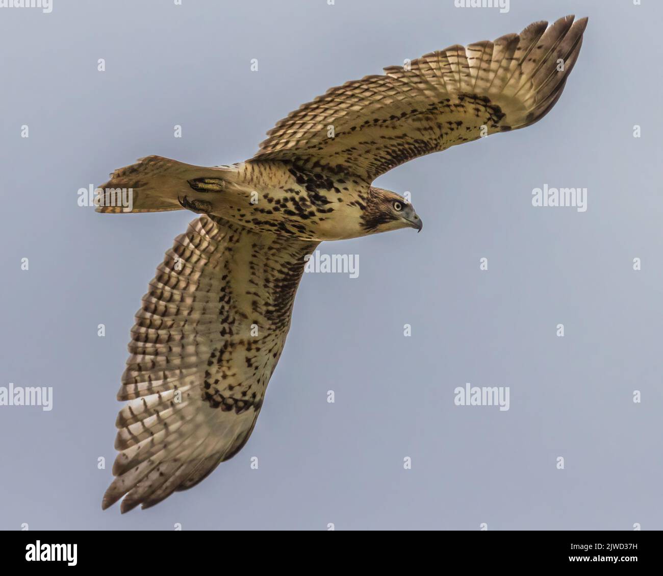 A closeup of a Red-tailed hawk flying with spread wings Stock Photo - Alamy