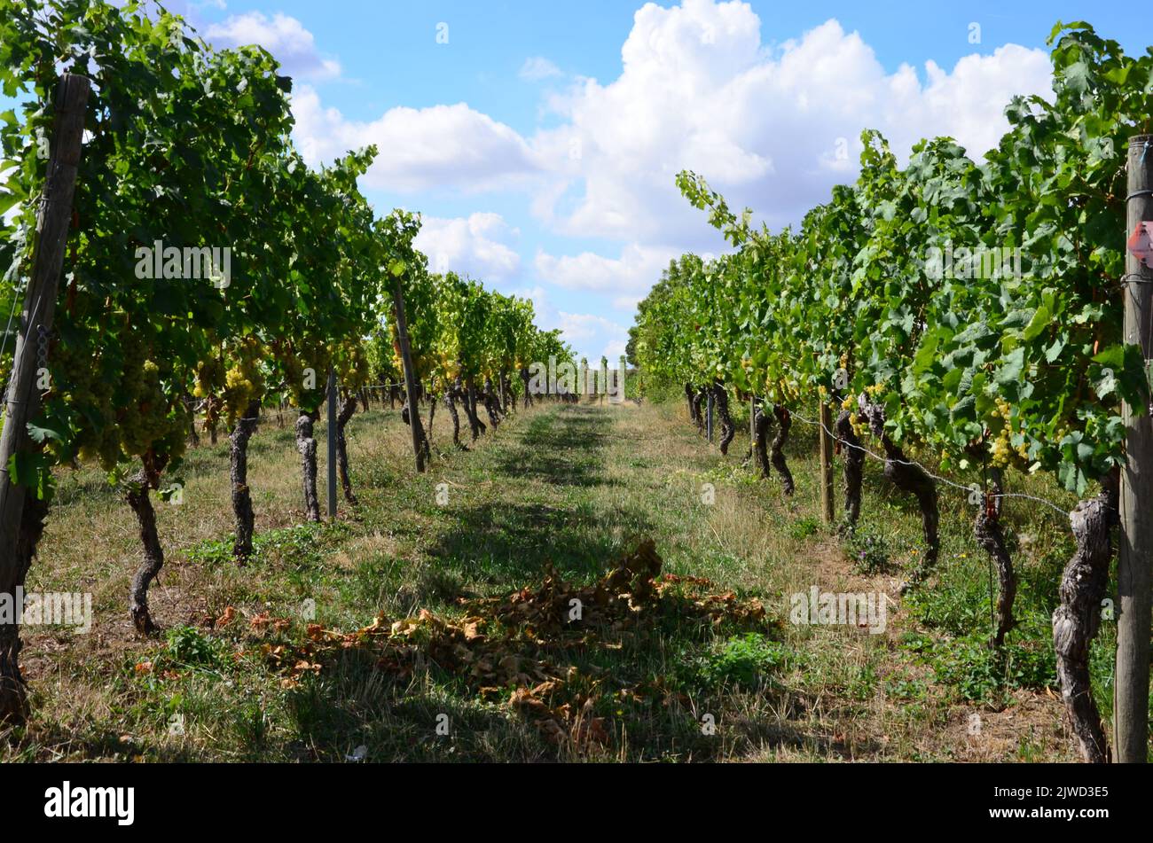 Vineyard scenery hi-res stock photography and images - Alamy