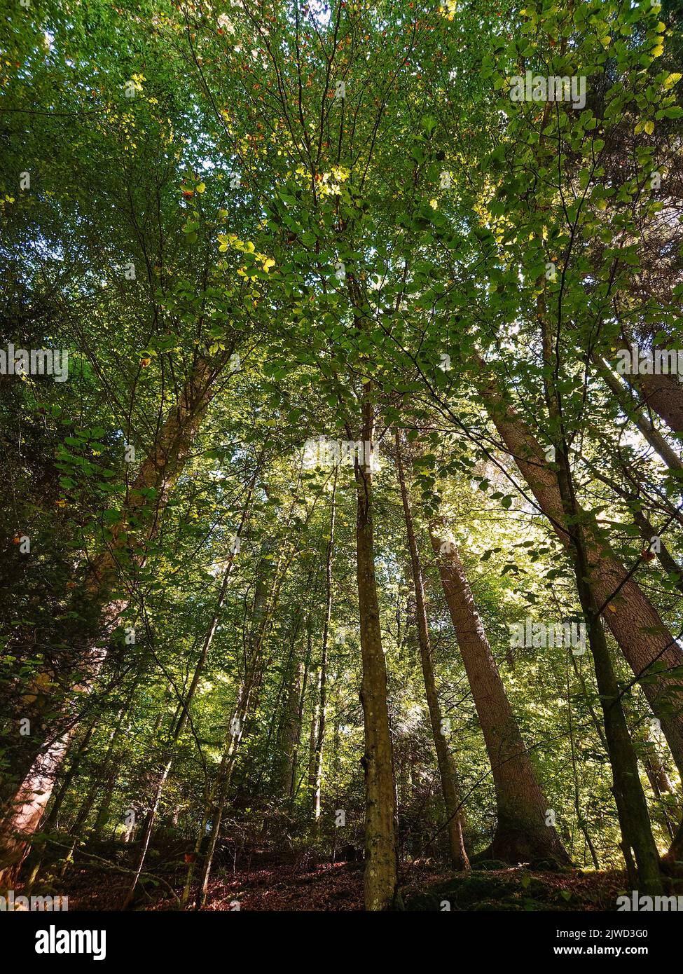 A vertical low angle shot of the green trees in the forest Stock Photo ...
