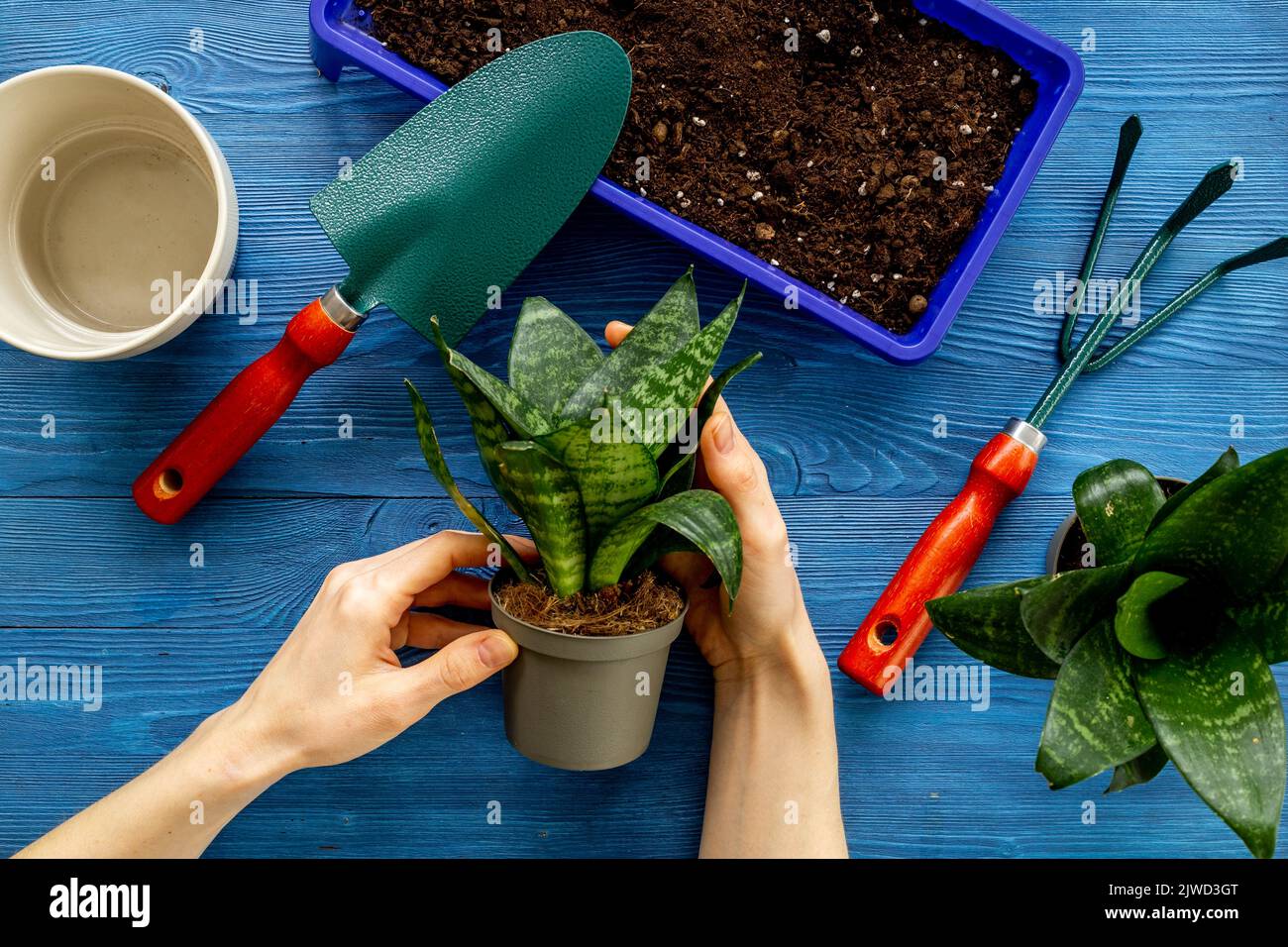 Gardening equipment and plant in hands. Hobbies activities layout for ...