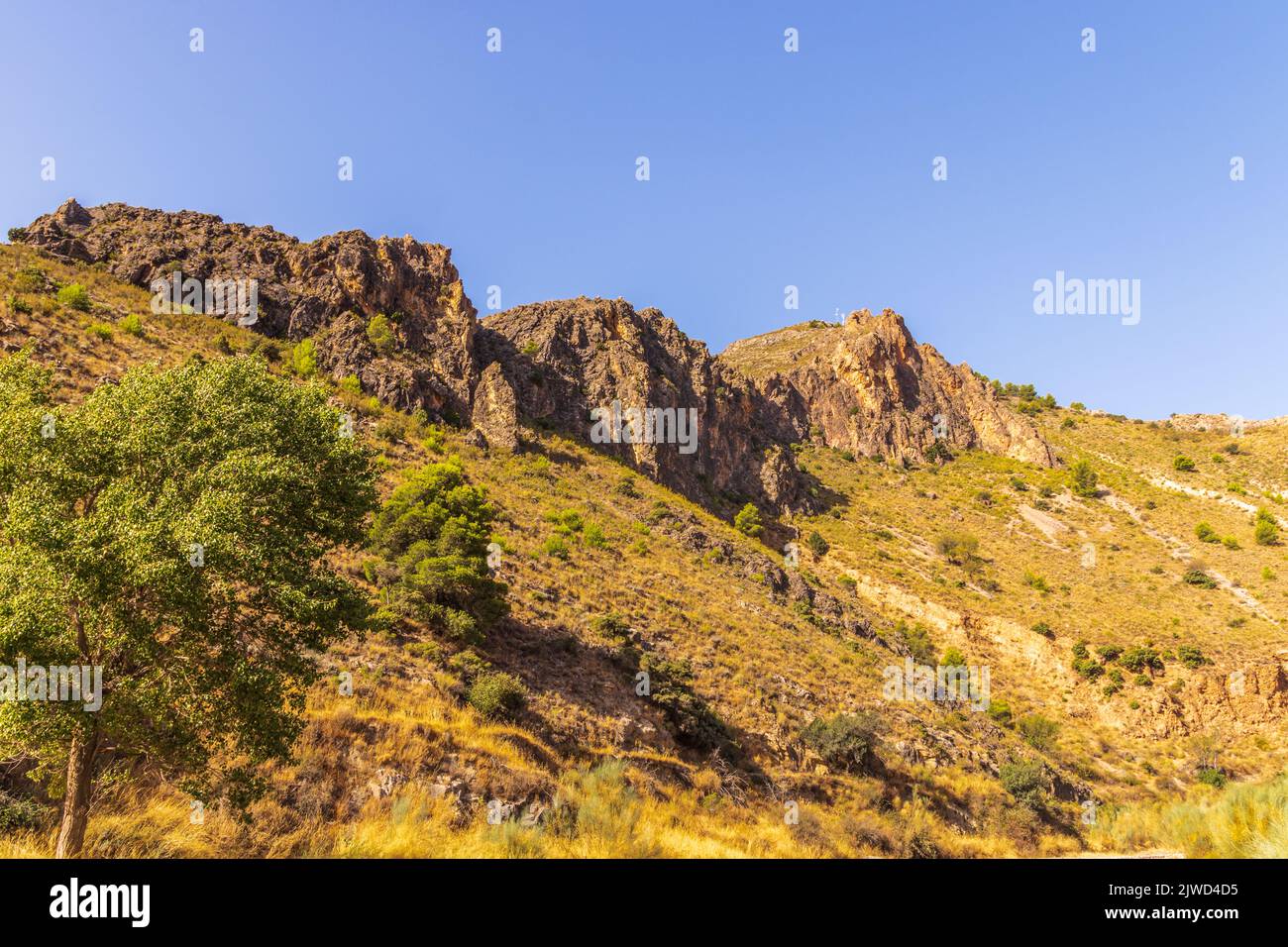 Andalusian fir hi-res stock photography and images - Alamy