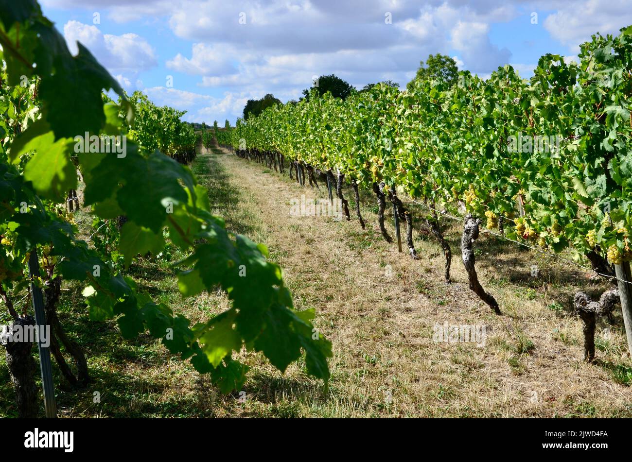 Vineyard scenery hi-res stock photography and images - Alamy