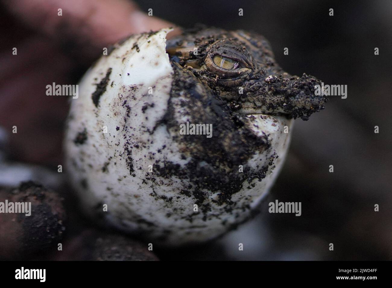 Zapata swamp crocodile hi-res stock photography and images - Alamy