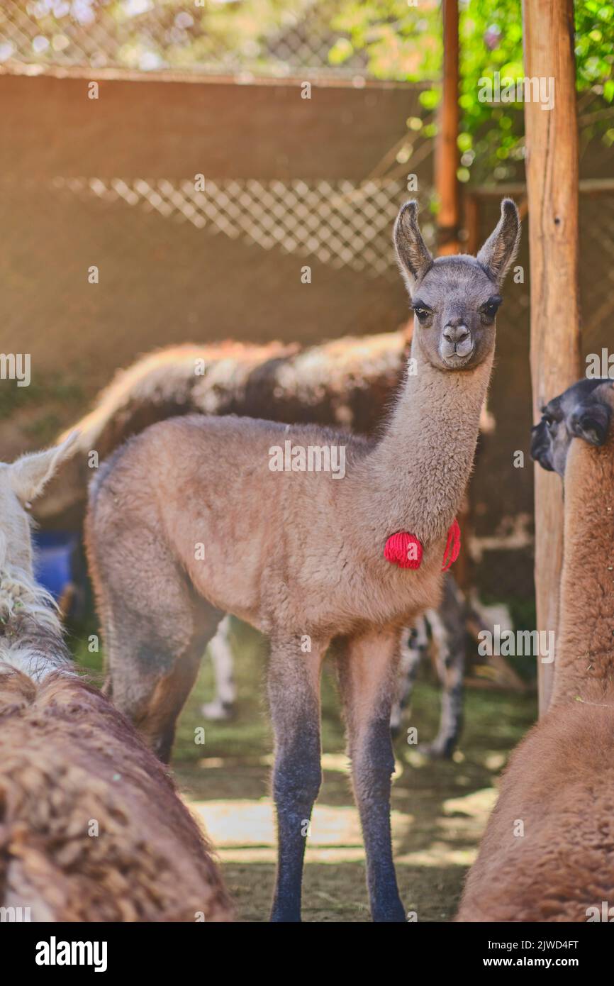 Alpaca portrait. Guanaco and Llamas on a farm in Arequipa, Peru ...