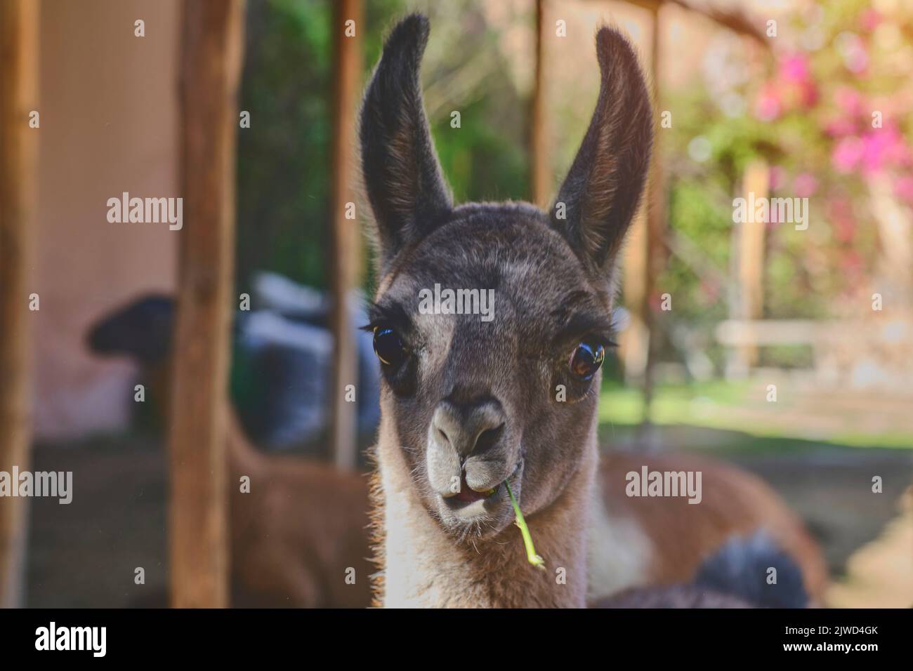 Alpaca portrait. Guanaco and Llamas on a farm in Arequipa, Peru ...