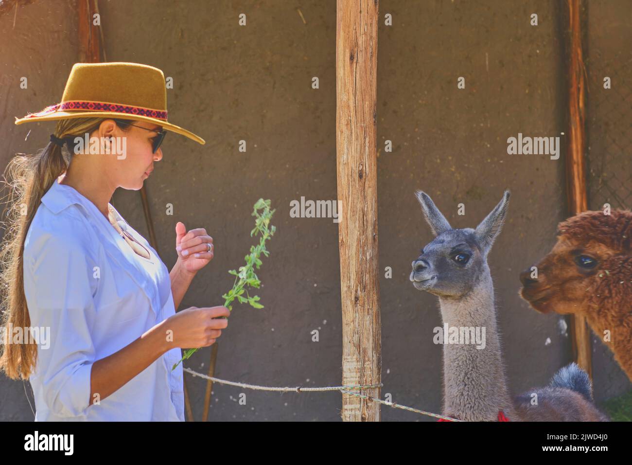 Young tourist takes selfies of alpacas and llamas on the farm. Farming ...