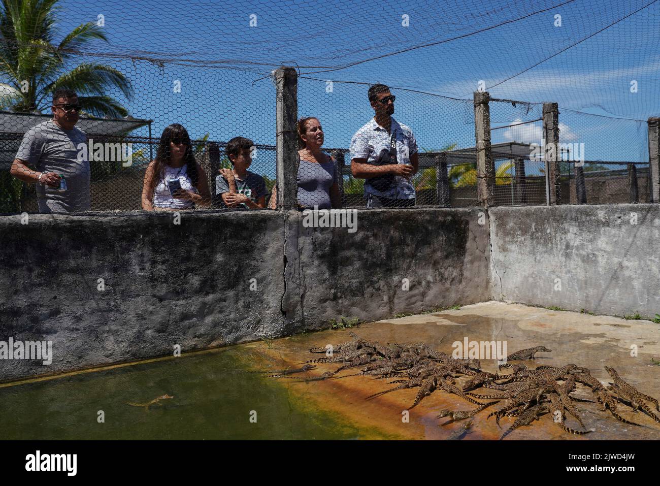 Zapata swamp crocodile hi-res stock photography and images - Alamy