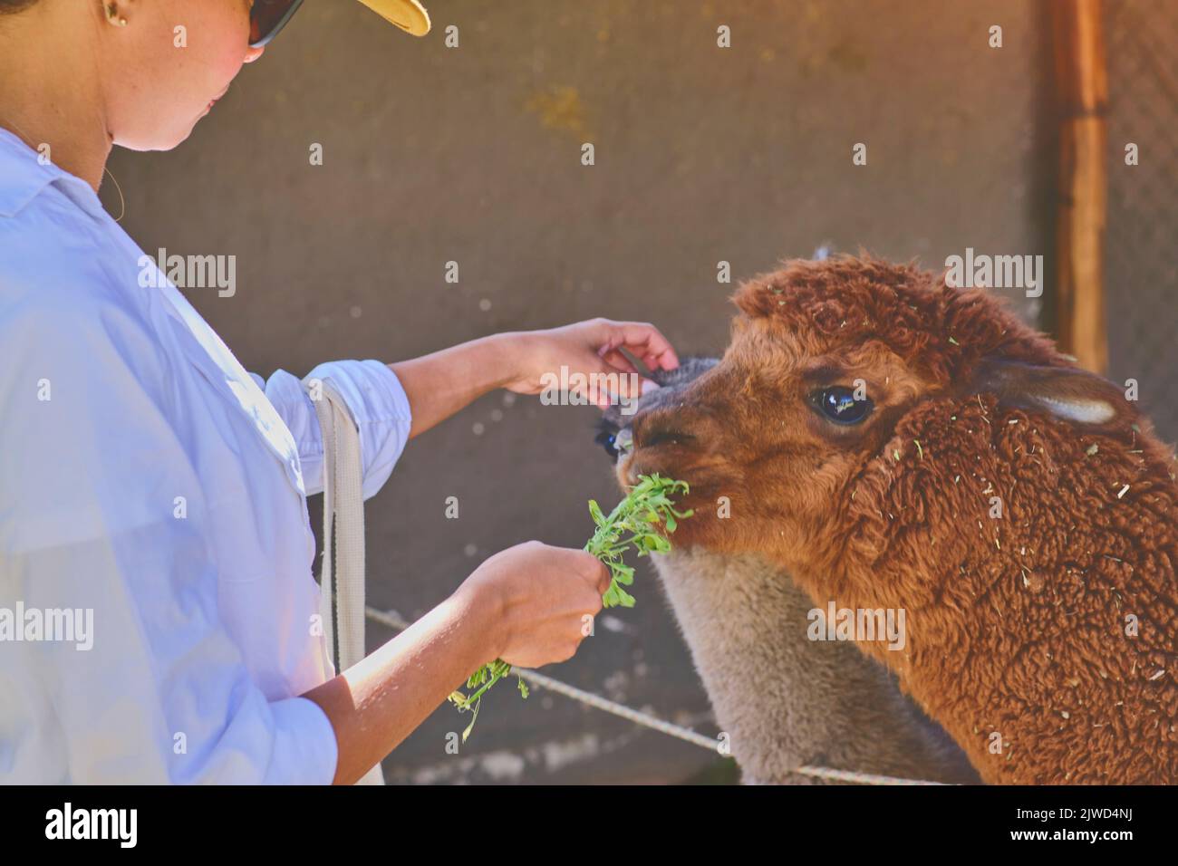 Young tourist takes selfies of alpacas and llamas on the farm. Farming ...
