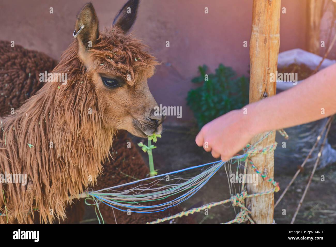 Young tourist takes selfies of alpacas and llamas on the farm. Farming ...