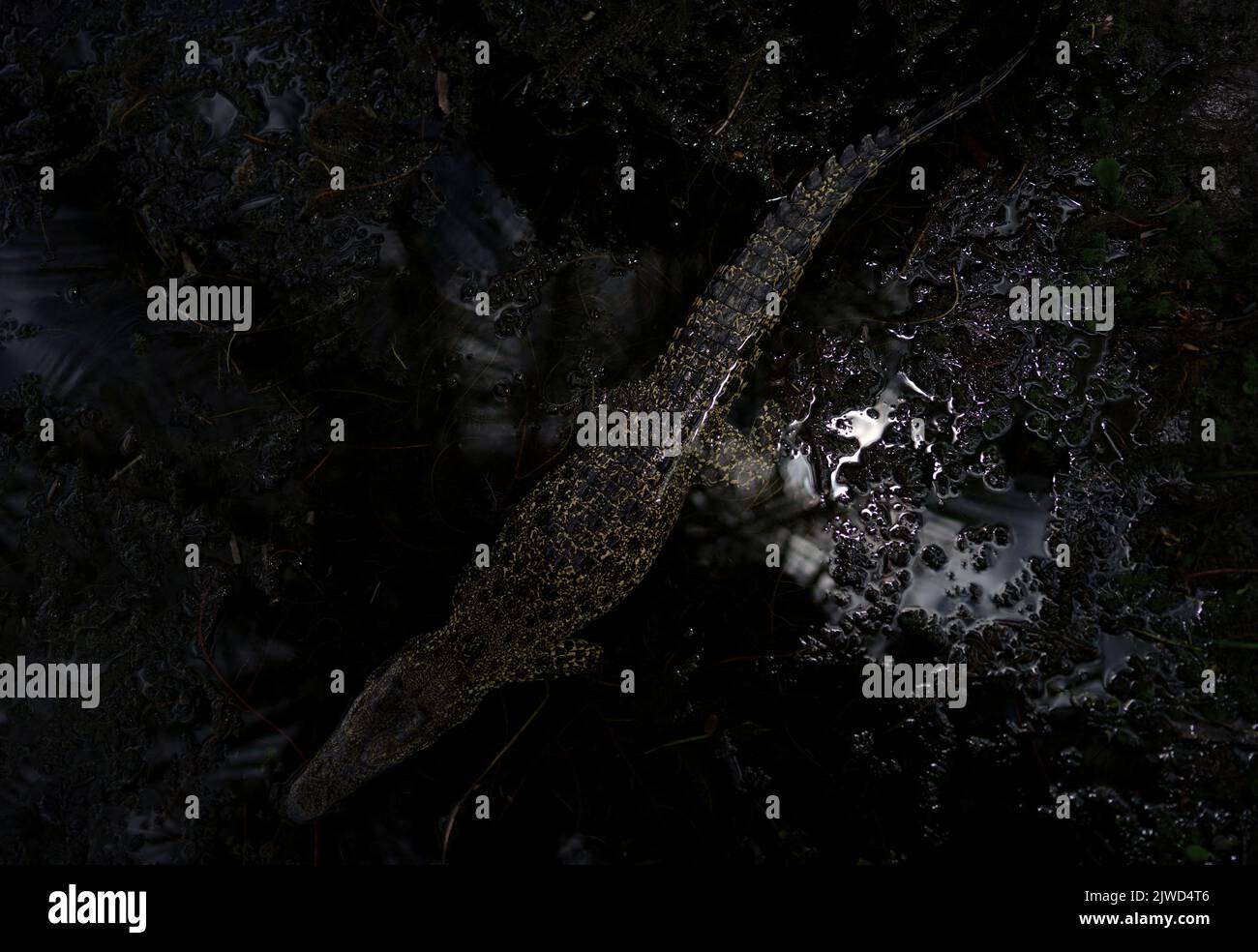 Zapata swamp crocodile hi-res stock photography and images - Alamy