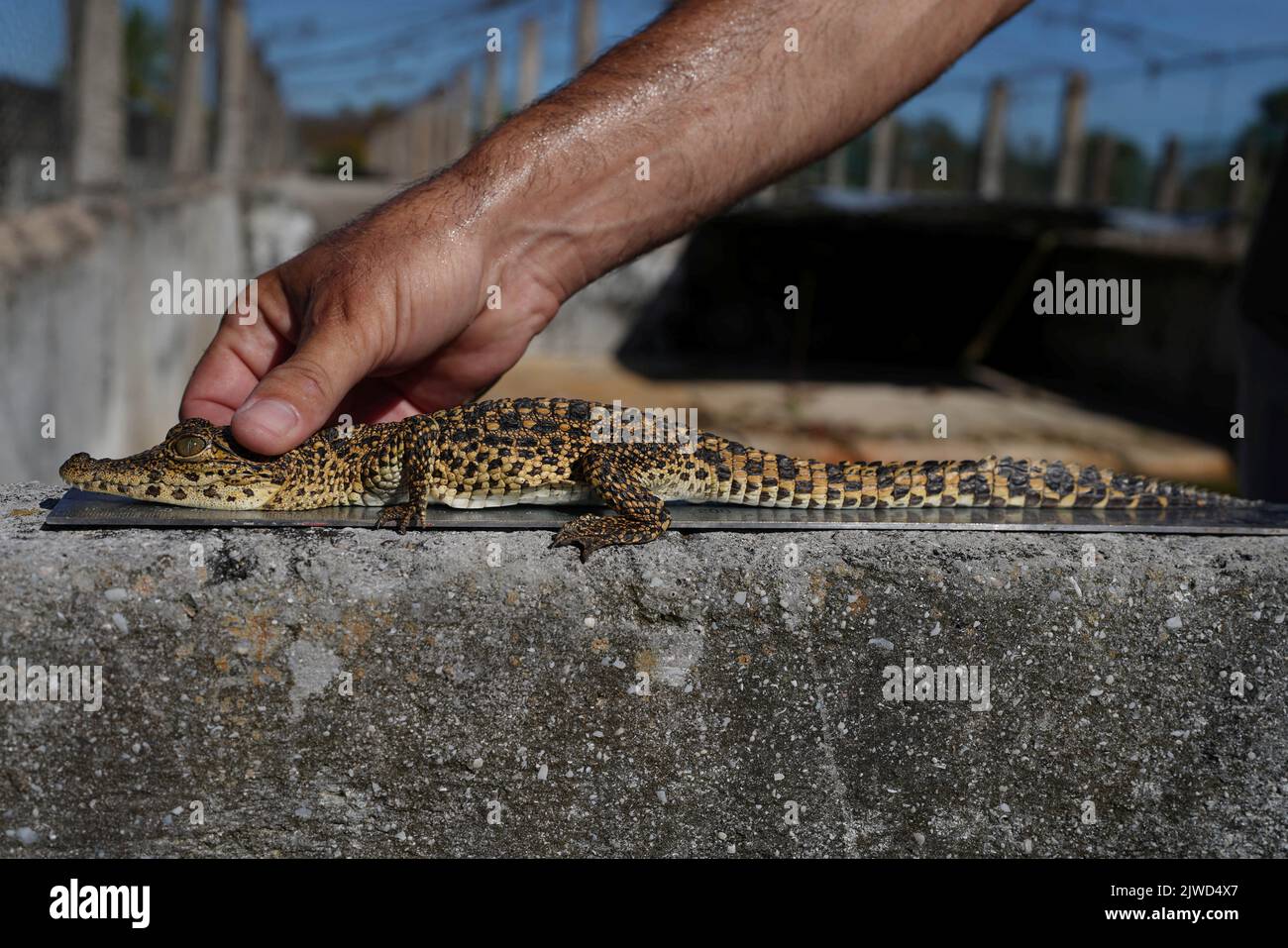 Zapata swamp crocodile hi-res stock photography and images - Alamy