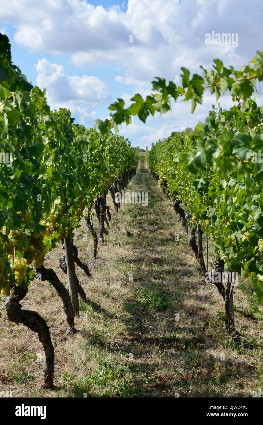 Vineyard cover hi-res stock photography and images - Alamy