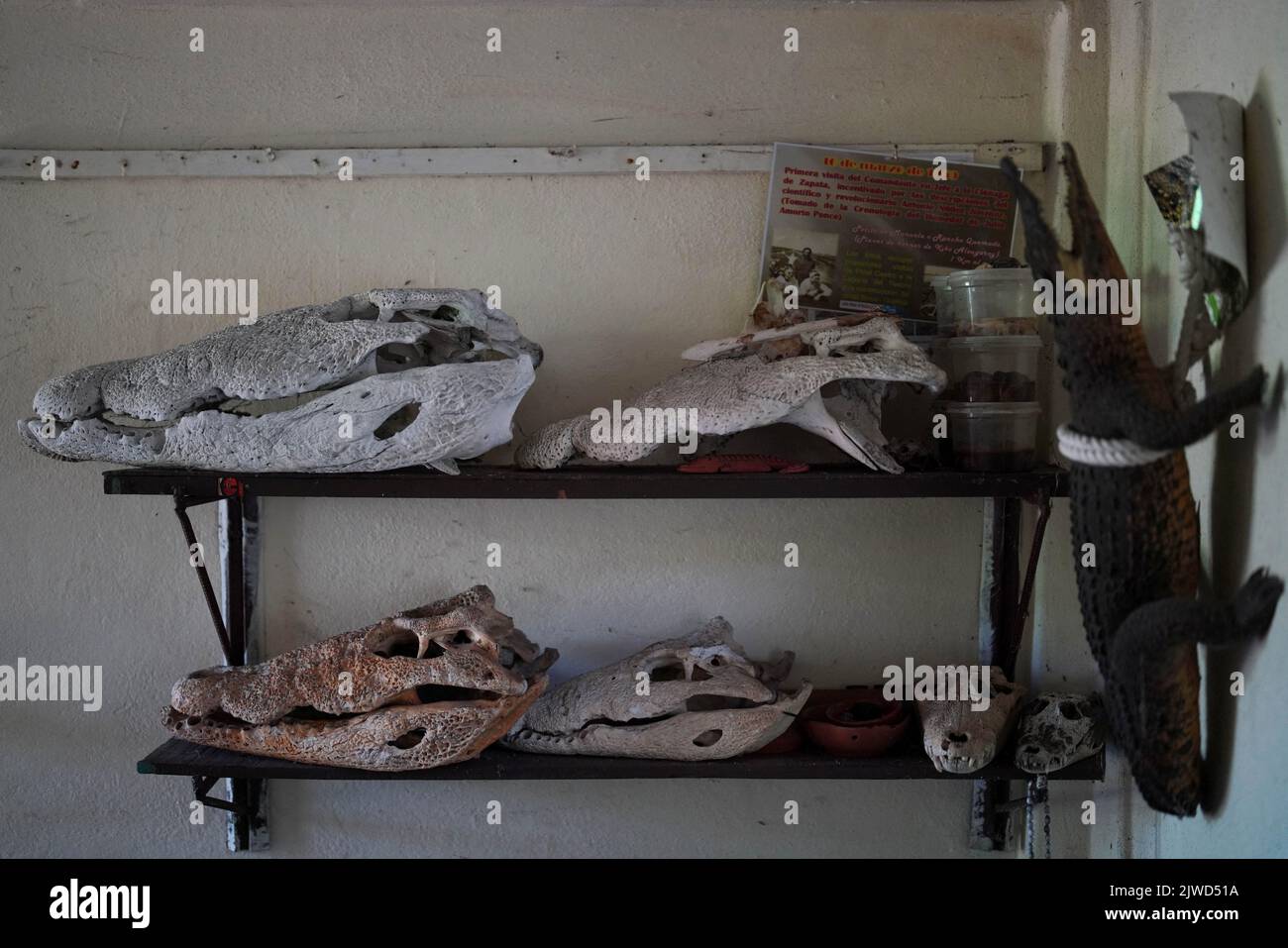 Zapata swamp crocodile hi-res stock photography and images - Alamy