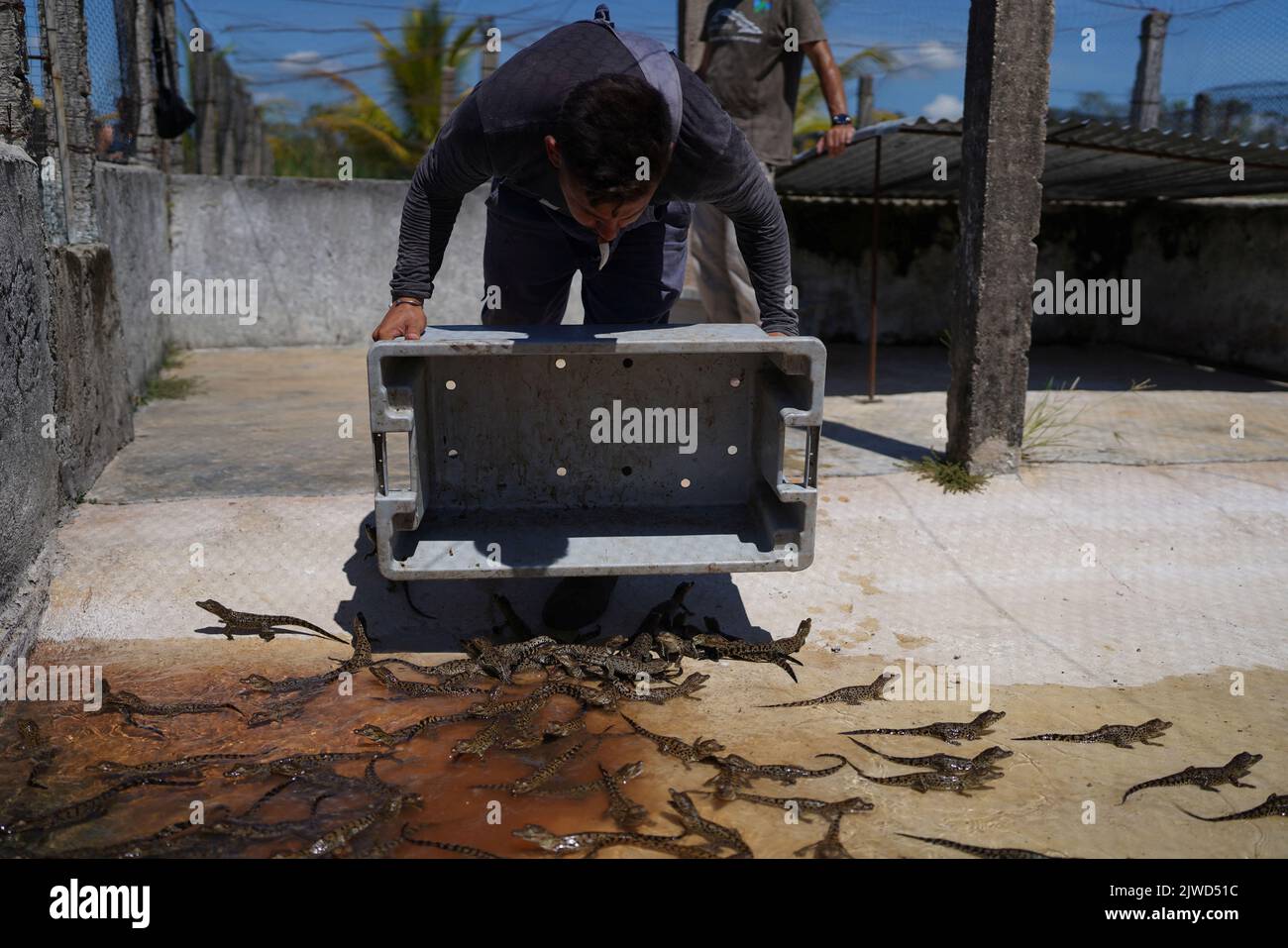 Zapata swamp crocodile hi-res stock photography and images - Alamy