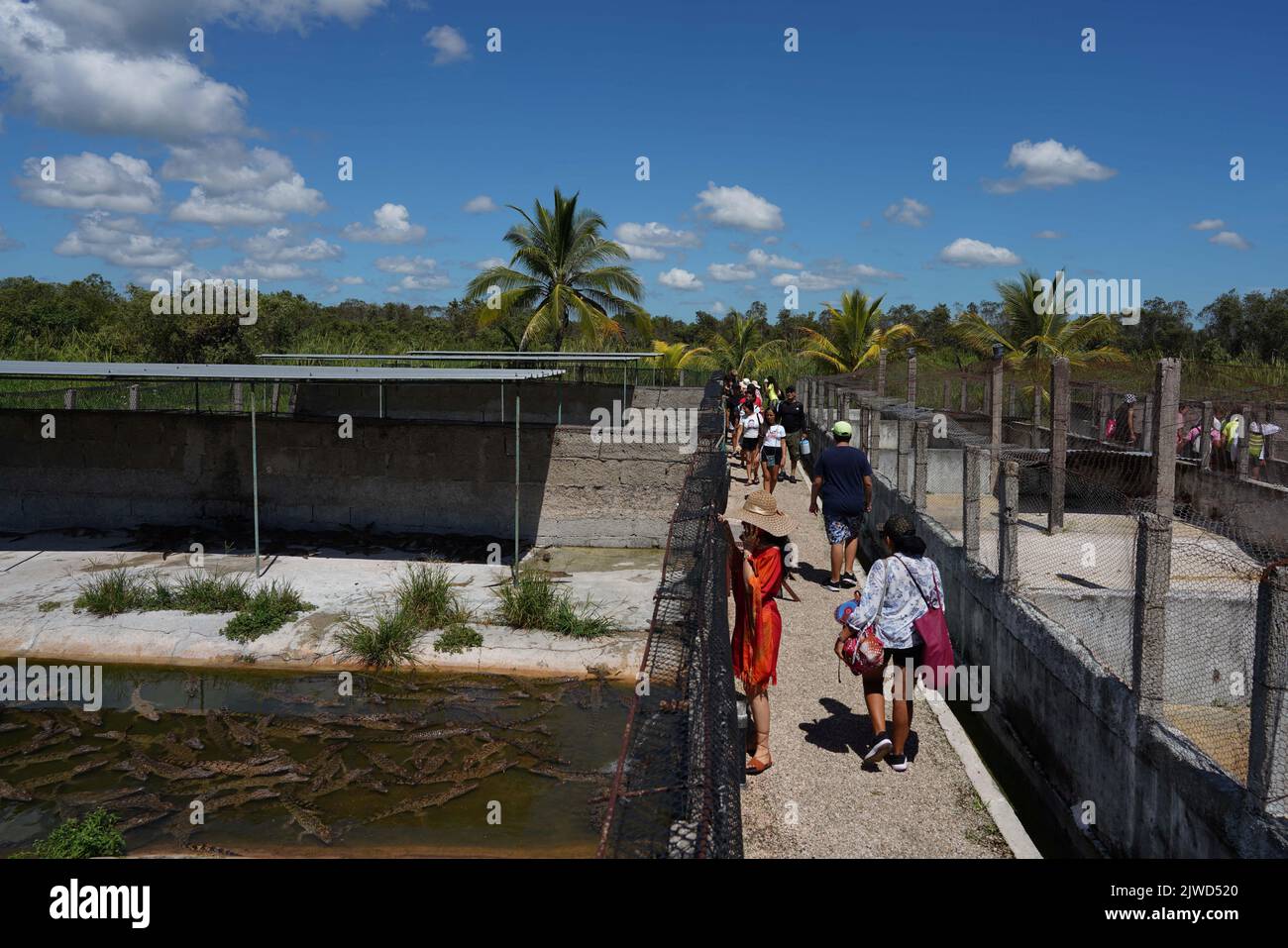 Zapata swamp crocodile hi-res stock photography and images - Alamy