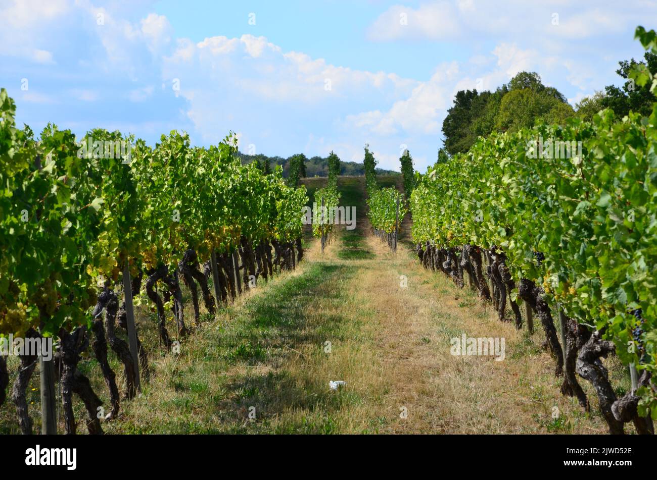Scenery with vineyard hi-res stock photography and images - Alamy