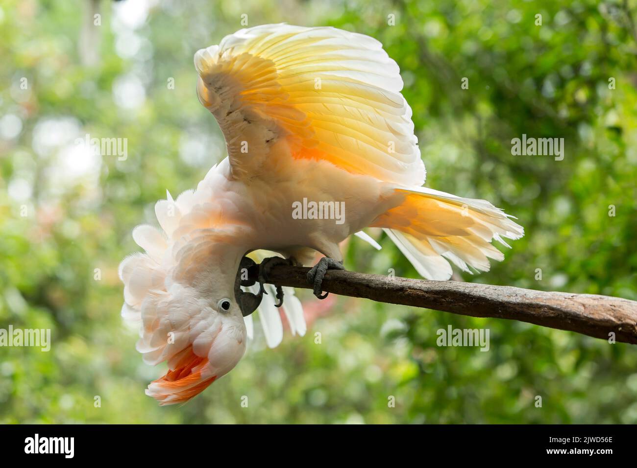 white parrot bird in the wilderness Stock Photo - Alamy