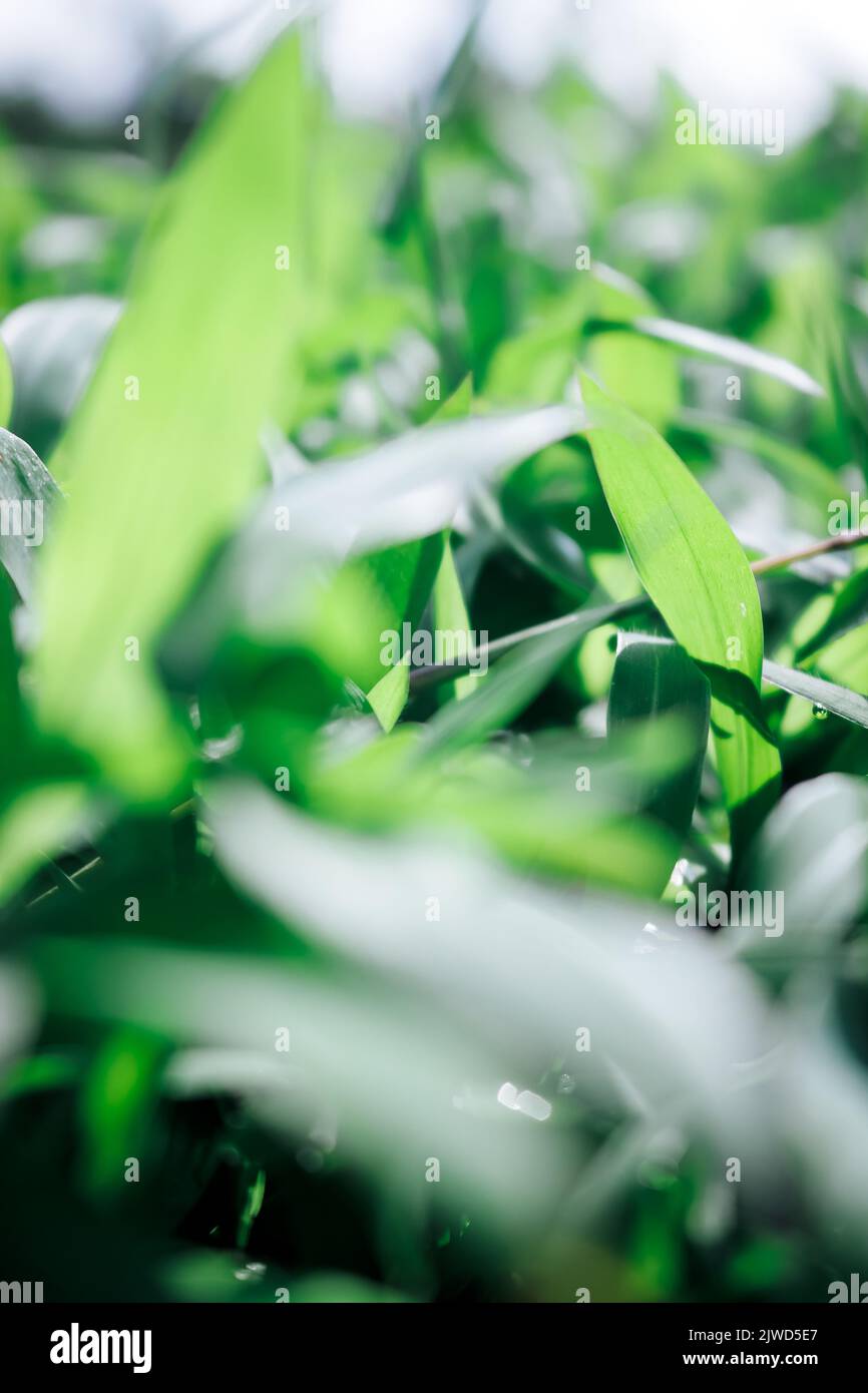 A vertical shot of green leafy plants on a forest floor Stock Photo - Alamy