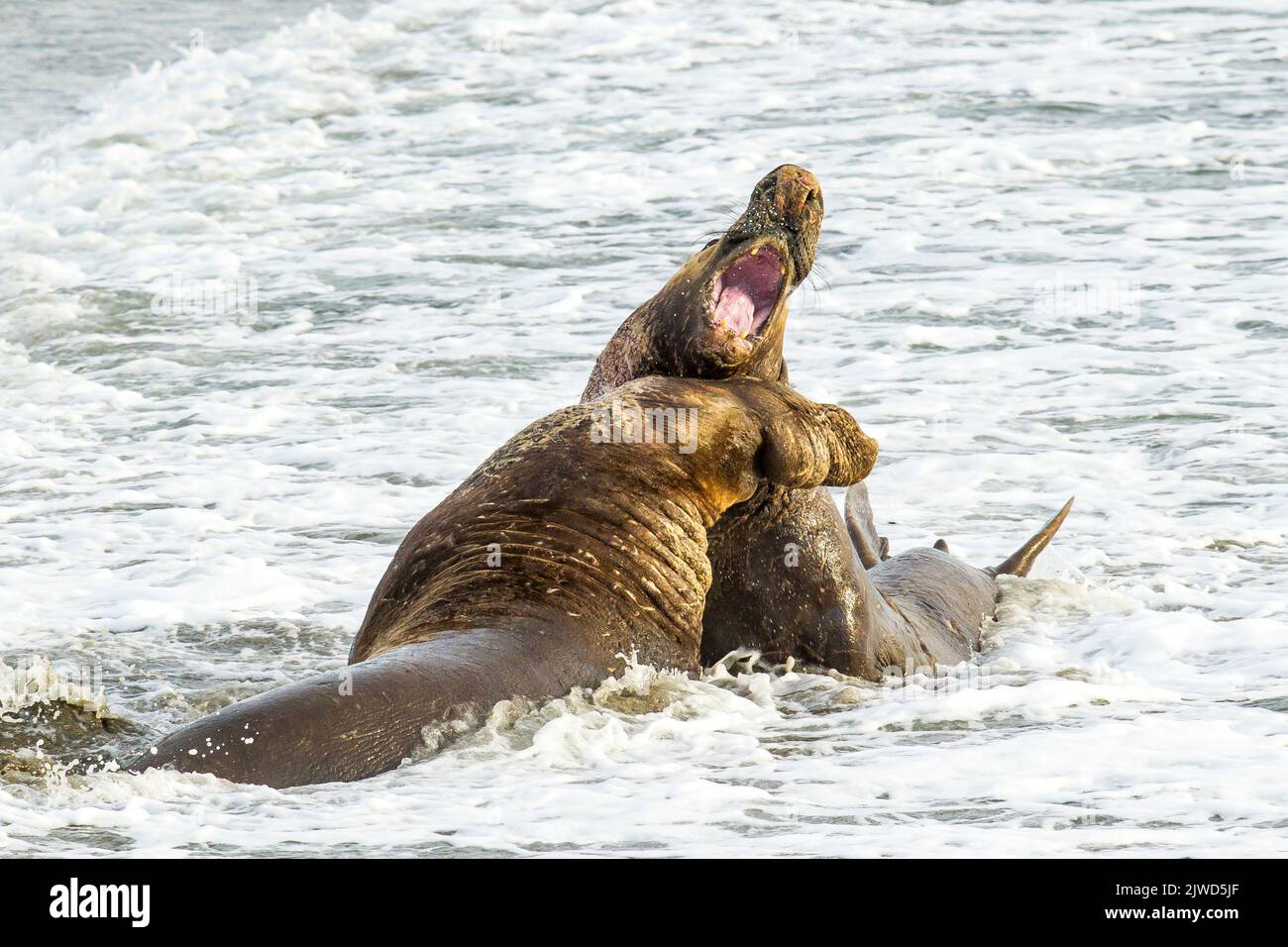Northern elephant seals (Mirounga angustirostris). fighting in the surf ...
