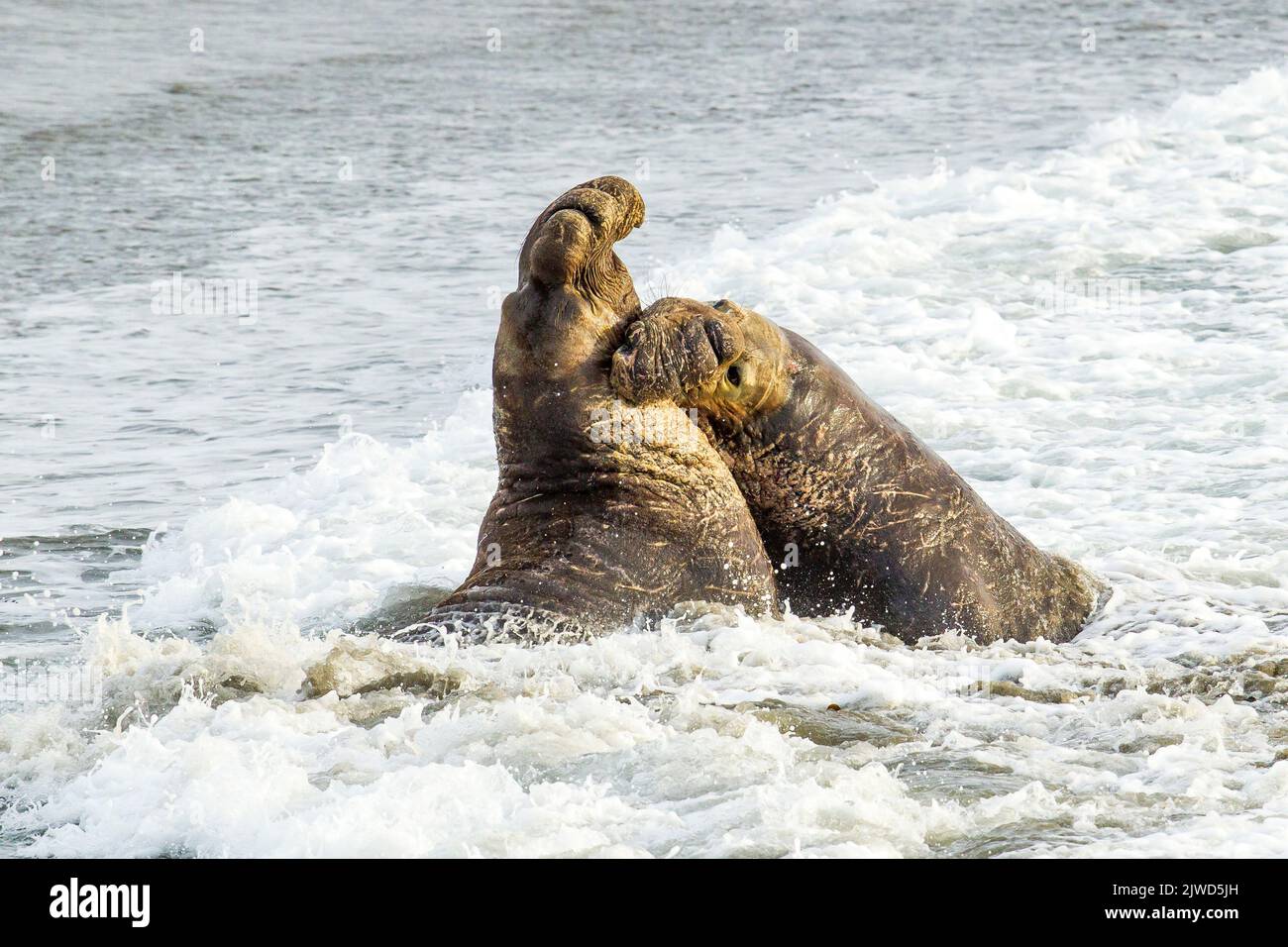 Northern elephant seals (Mirounga angustirostris). fighting in the surf ...