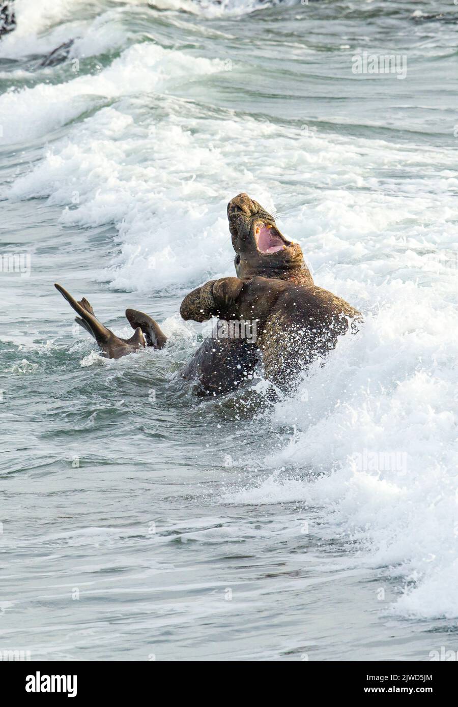 Northern elephant seals (Mirounga angustirostris). fighting in the surf ...