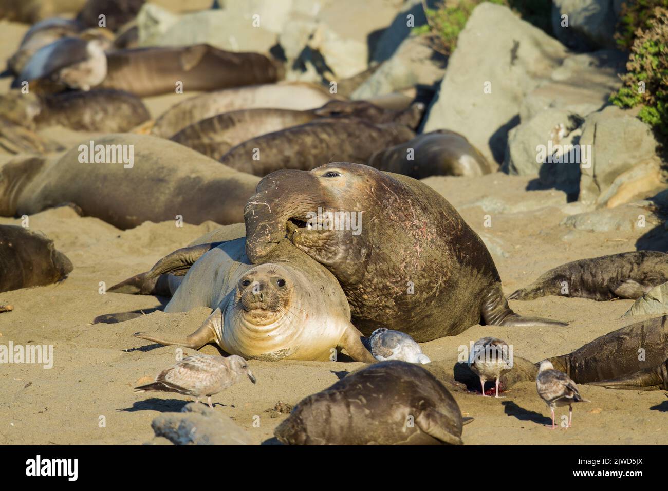 Northern elephant seal (Mirounga angustirostris). Also known as sea ...