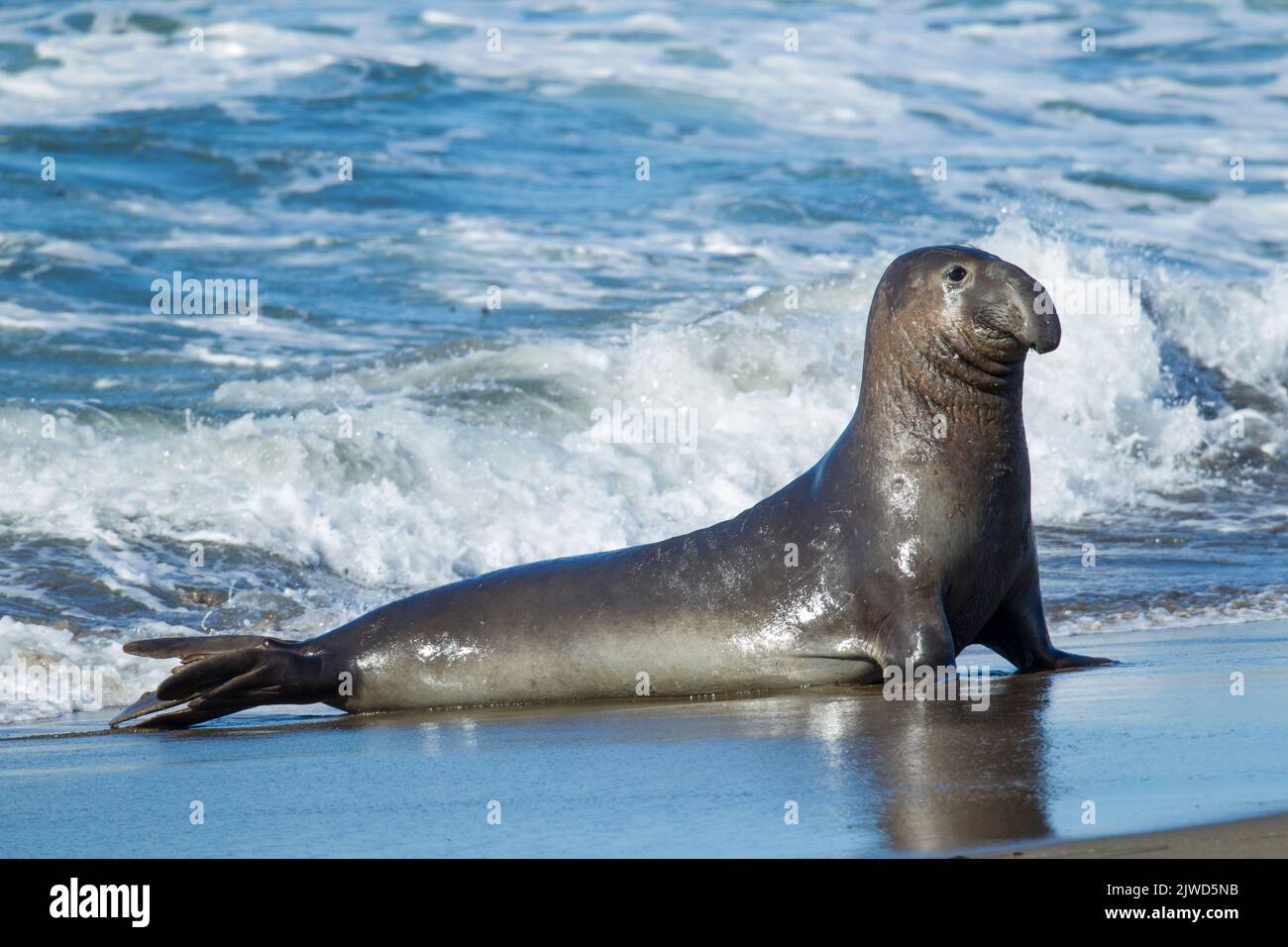Northern elephant seal (Mirounga angustirostris Stock Photo - Alamy