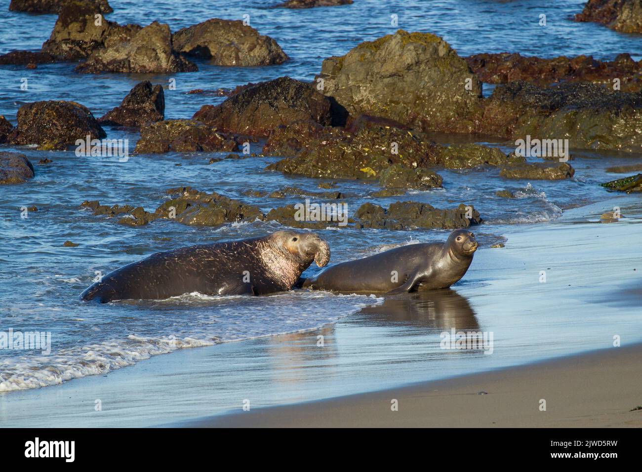 Northern elephant seal (Mirounga angustirostris). Mating activity at ...