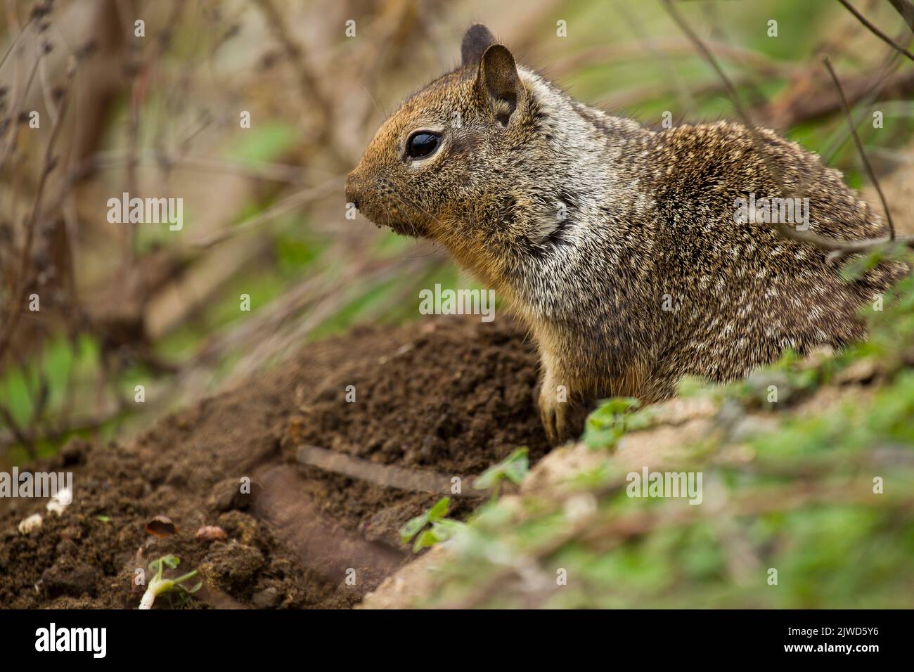 Burrowing ground squirrel hi-res stock photography and images - Alamy