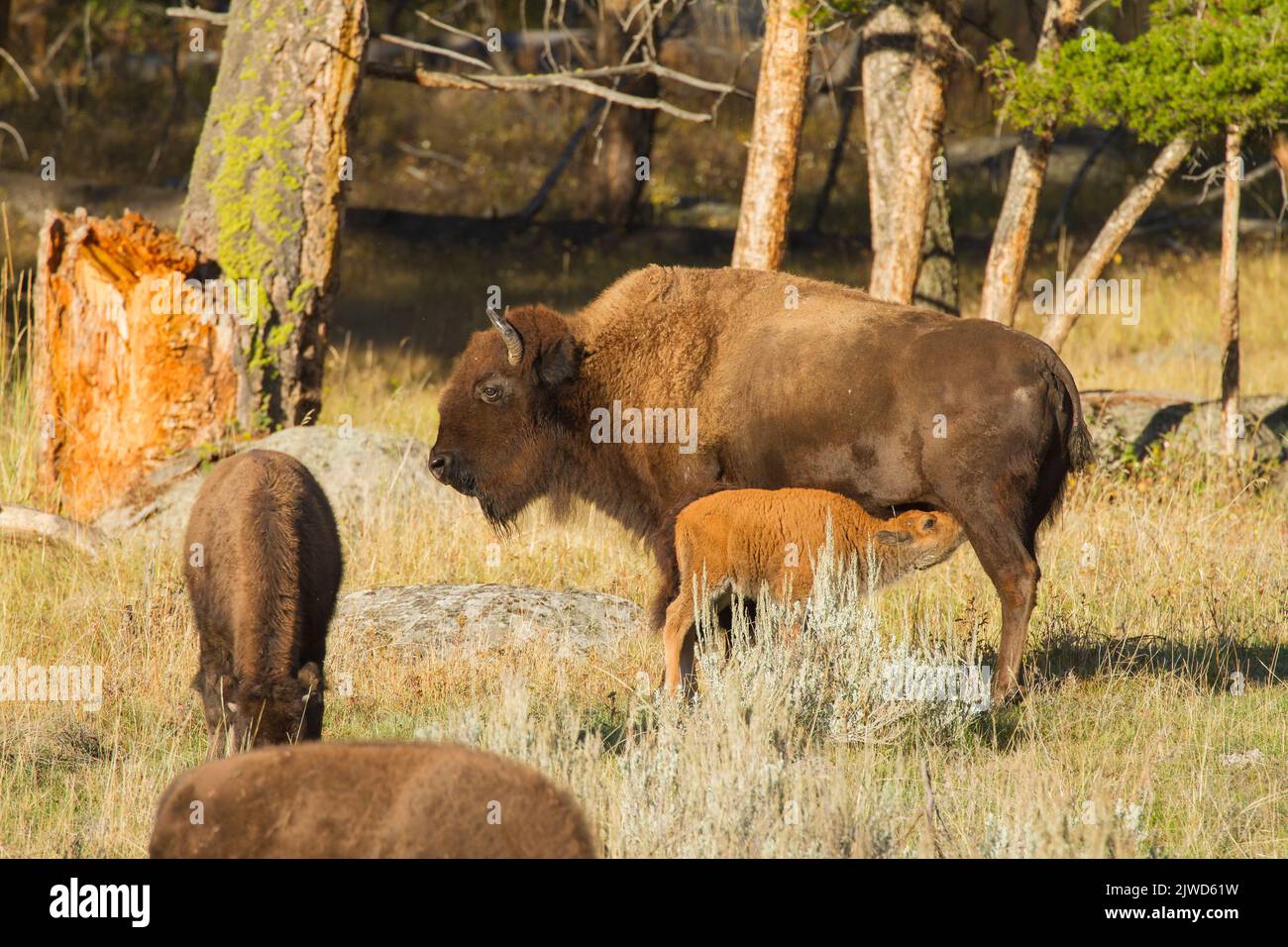 American Bison (Bison bison) cow nursing calf Stock Photo - Alamy