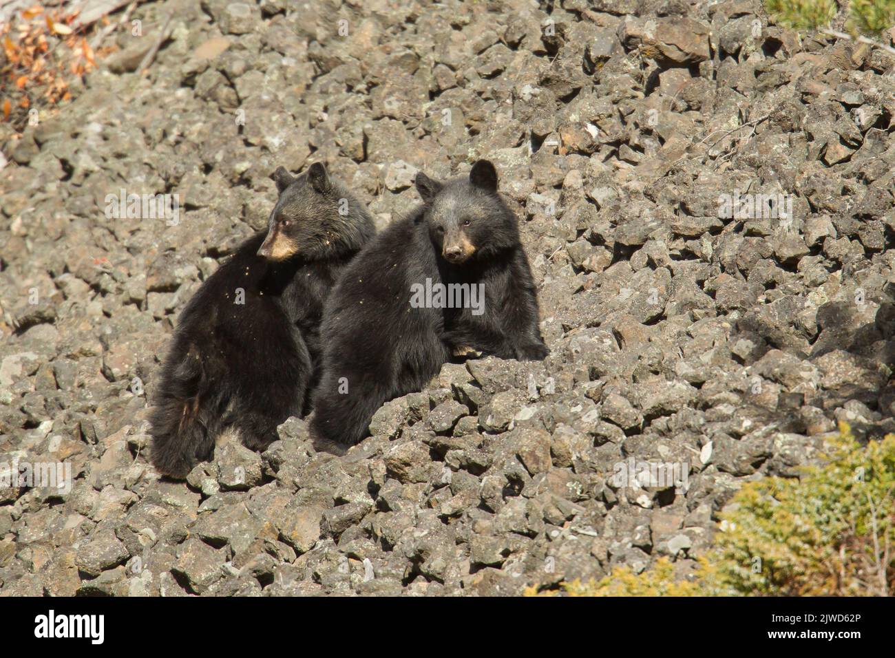 American Black Bear (Ursus americanus) cubs on talus slope Stock Photo ...