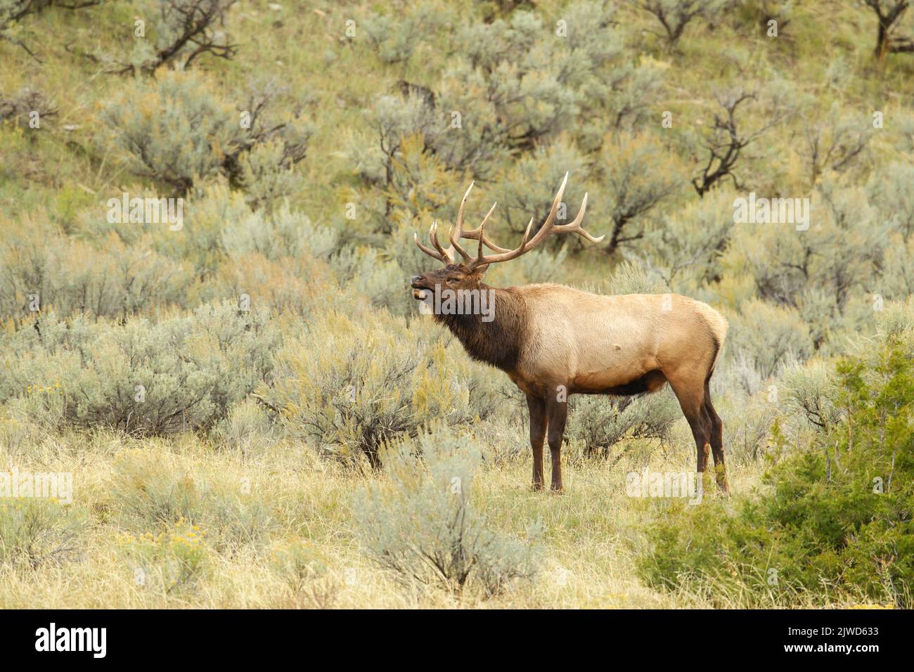 American Elk (Cervus canadensis), bull in rutting season Stock Photo ...
